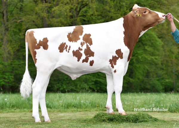 SIR-RED - Lider Global