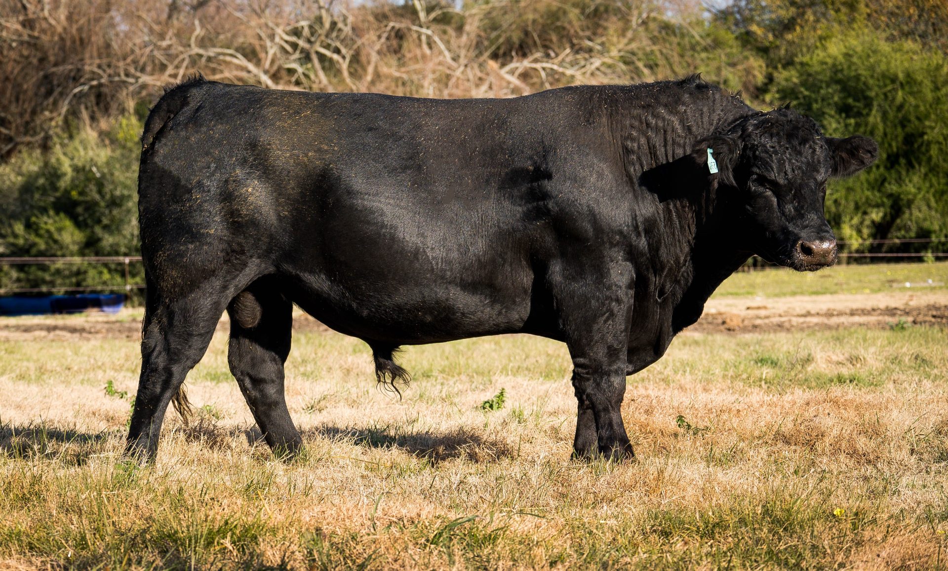 Carne archivos - Lider Global