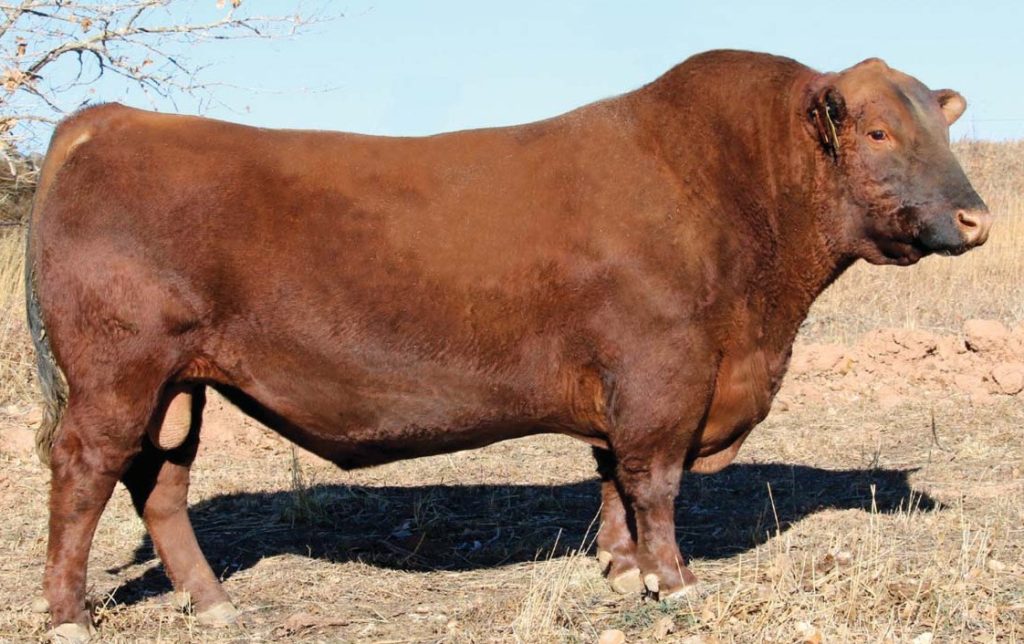 ORACLE - Lider Global