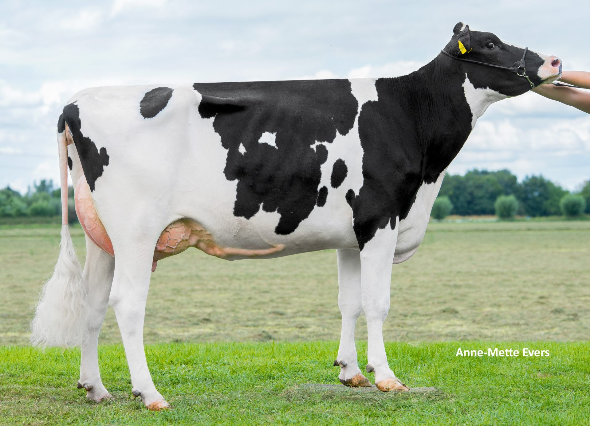 MAGIC BULL - Lider Global