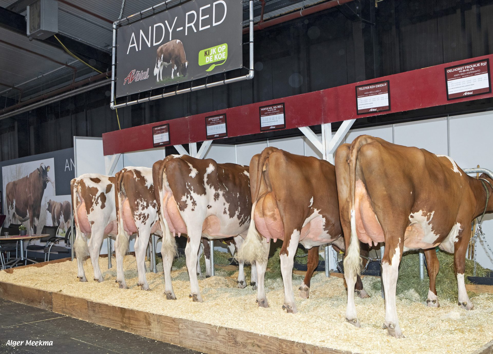 Todo el mundo quiere una hija de ANDY-RED en su rebaño. - Lider Global